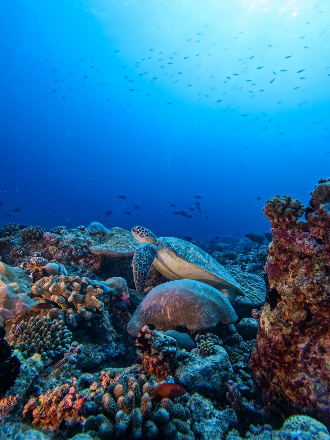 Bandos Maldives Wins Indian Ocean’s Best Dive Resort in World Travel ...