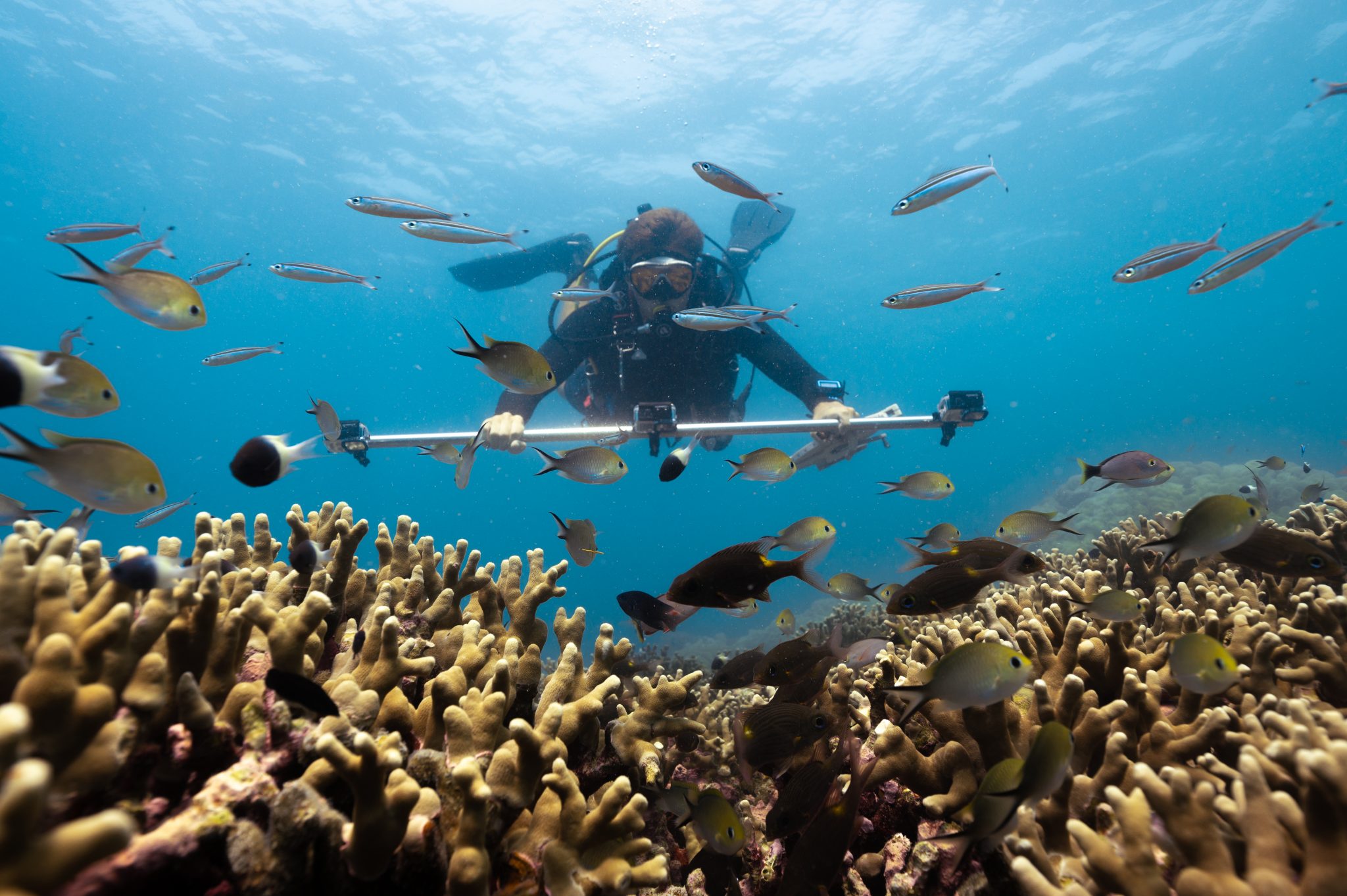 Six Senses Kanuhura launches 3D reef monitoring program, setting a new ...
