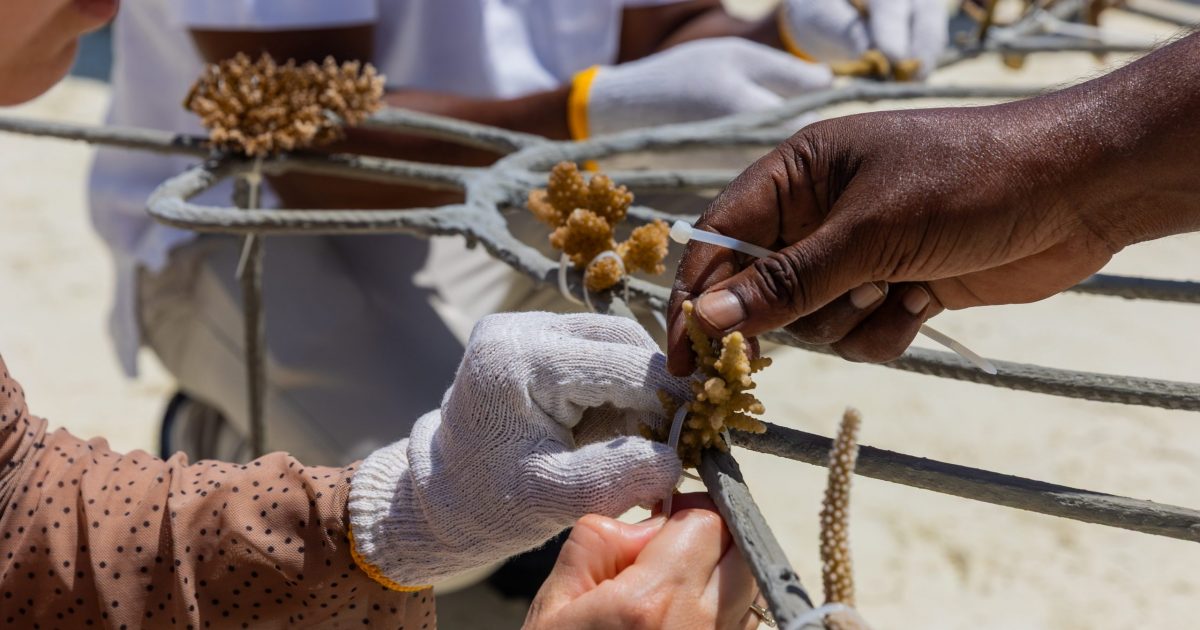 Sun Siyam Olhuveli Maldives introduces adopt-a-coral-frame experience ...