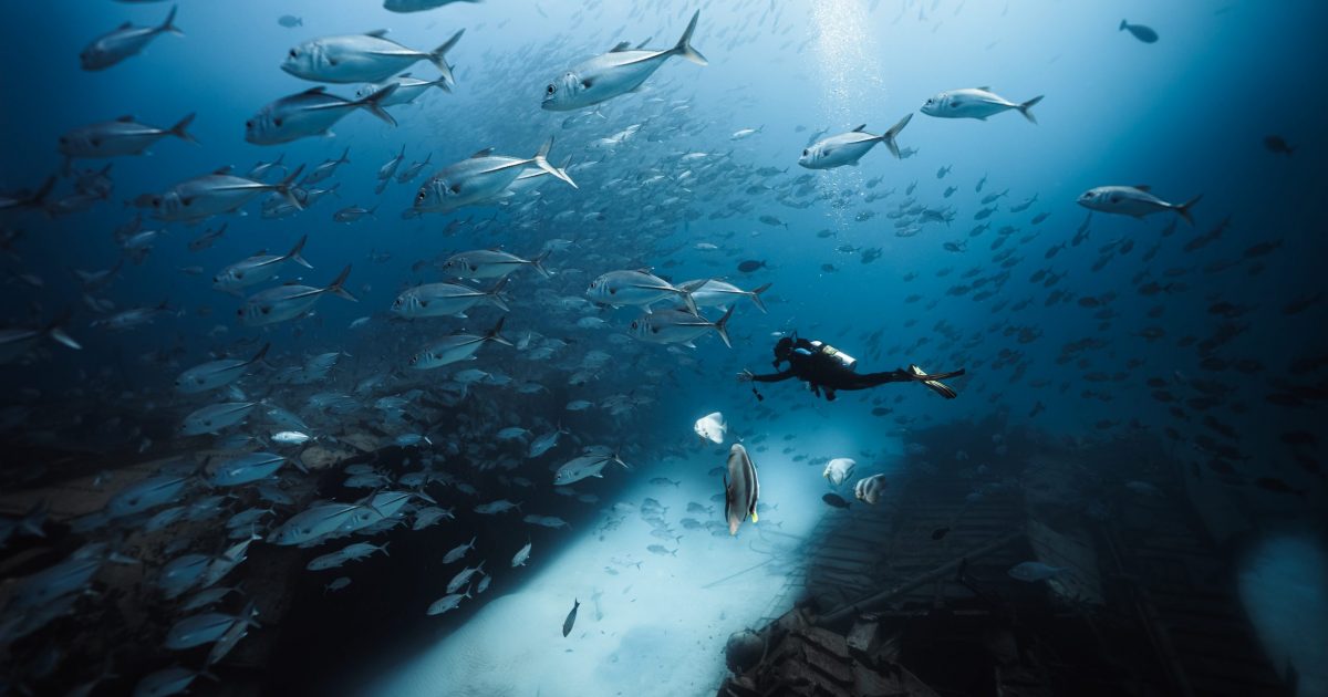 From shipwreck to living reef: Siyam World launches Wreck to Reef, an ...